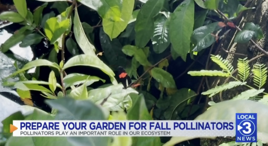 Preparing your garden for fall pollinators | Local News | local3news.com