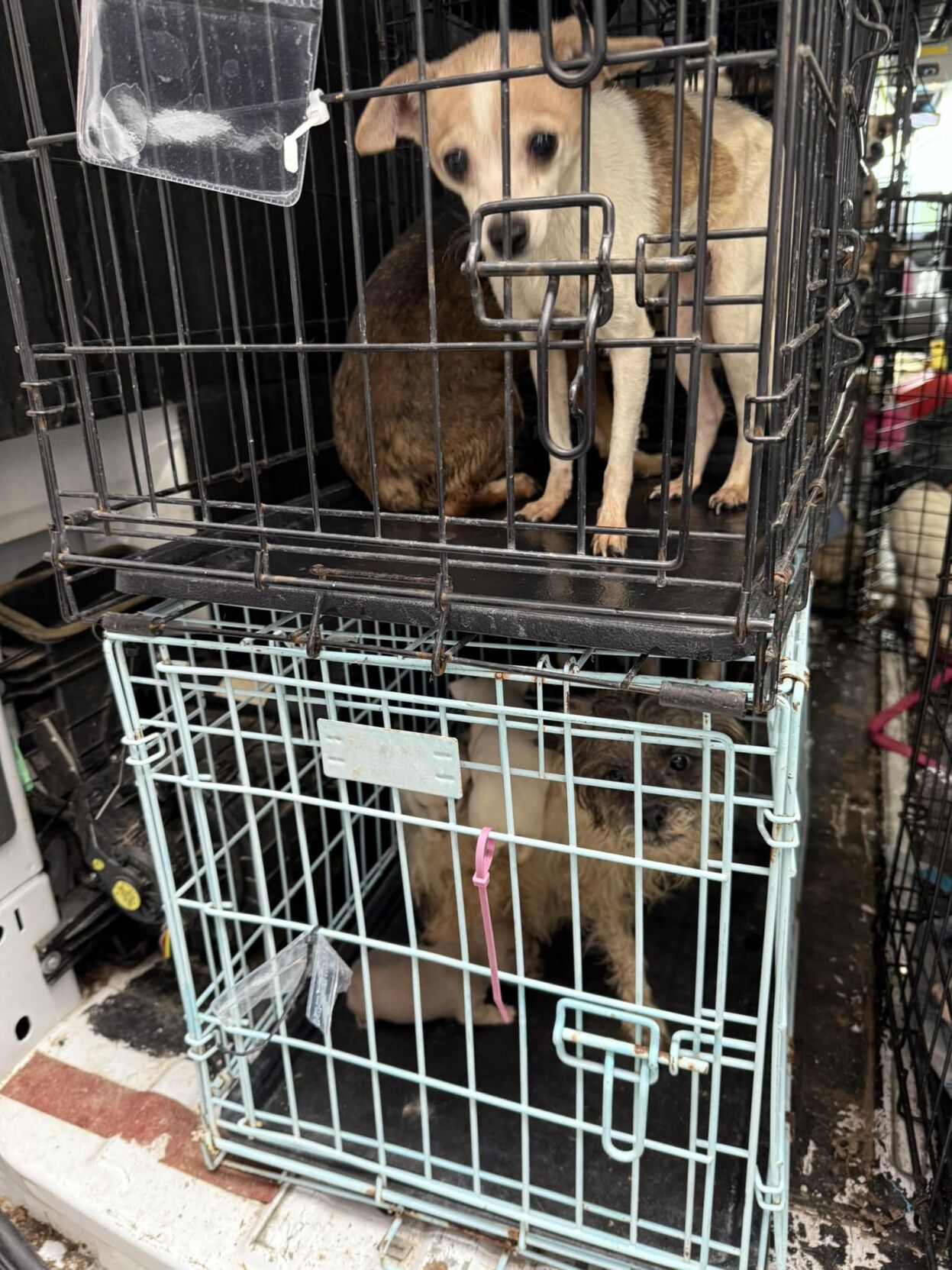 More than 70 dogs rescued from hoarder home in Murray Co.; seeking ...