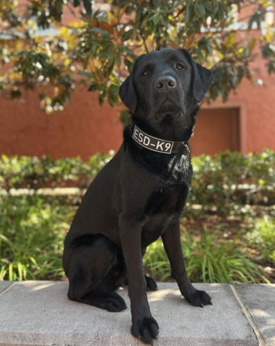 Cleveland Police Department Welcomes Kache the K9 to their Force ...