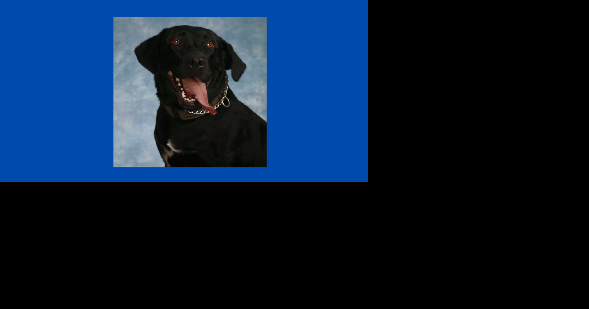 Beloved Cleveland Police K9 Alana passes away after eight years of ...
