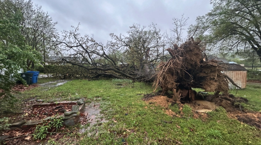 Heat stress is causing tree limbs to fall: how you can help prevent ...