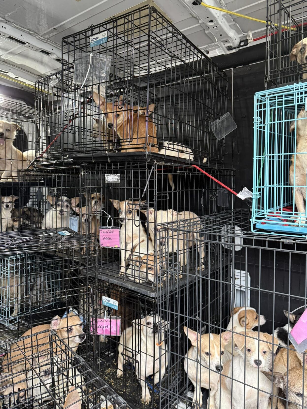 More than 70 dogs rescued from hoarder home in Murray Co.; seeking ...