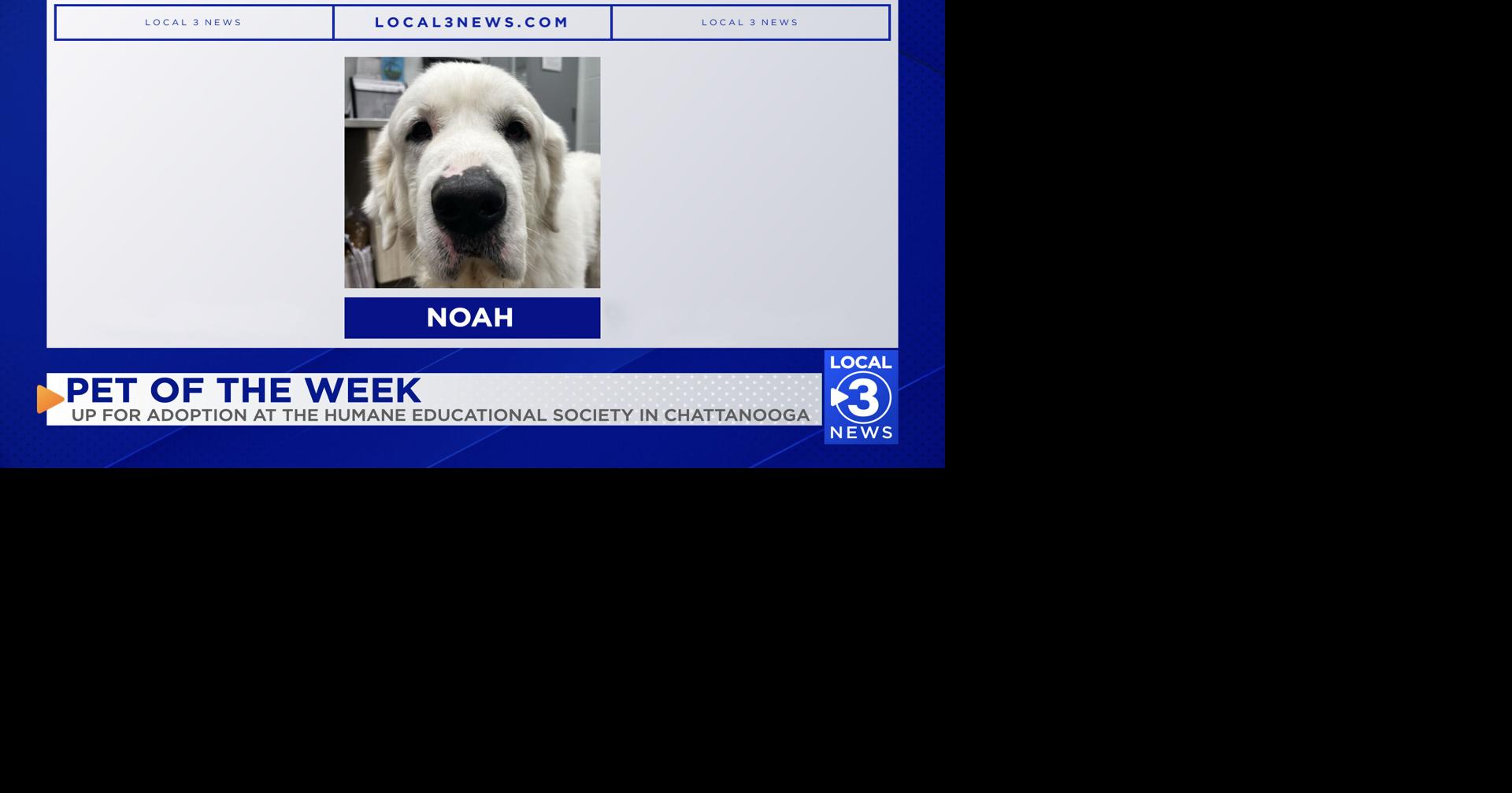 Noah the dog up for adoption at the Humane Educational Society of ...