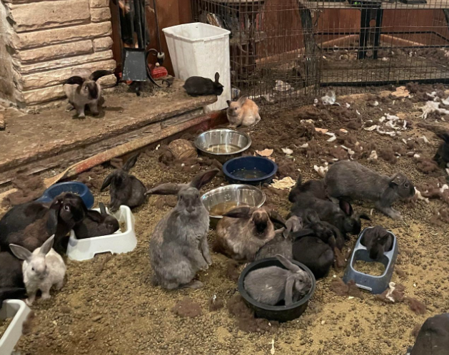 UPDATE: MAC says recued rabbits are safe in temporary shelter ...
