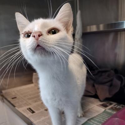 HES: ‘OVERPOPULATION IS RAMPANT’ Pregnant kitten abandoned while in ...