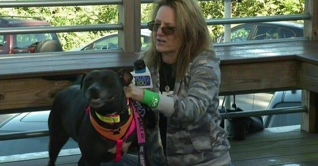 3 Plus Your Pets- Pet Placement Center | Local 3 Plus You | local3news.com