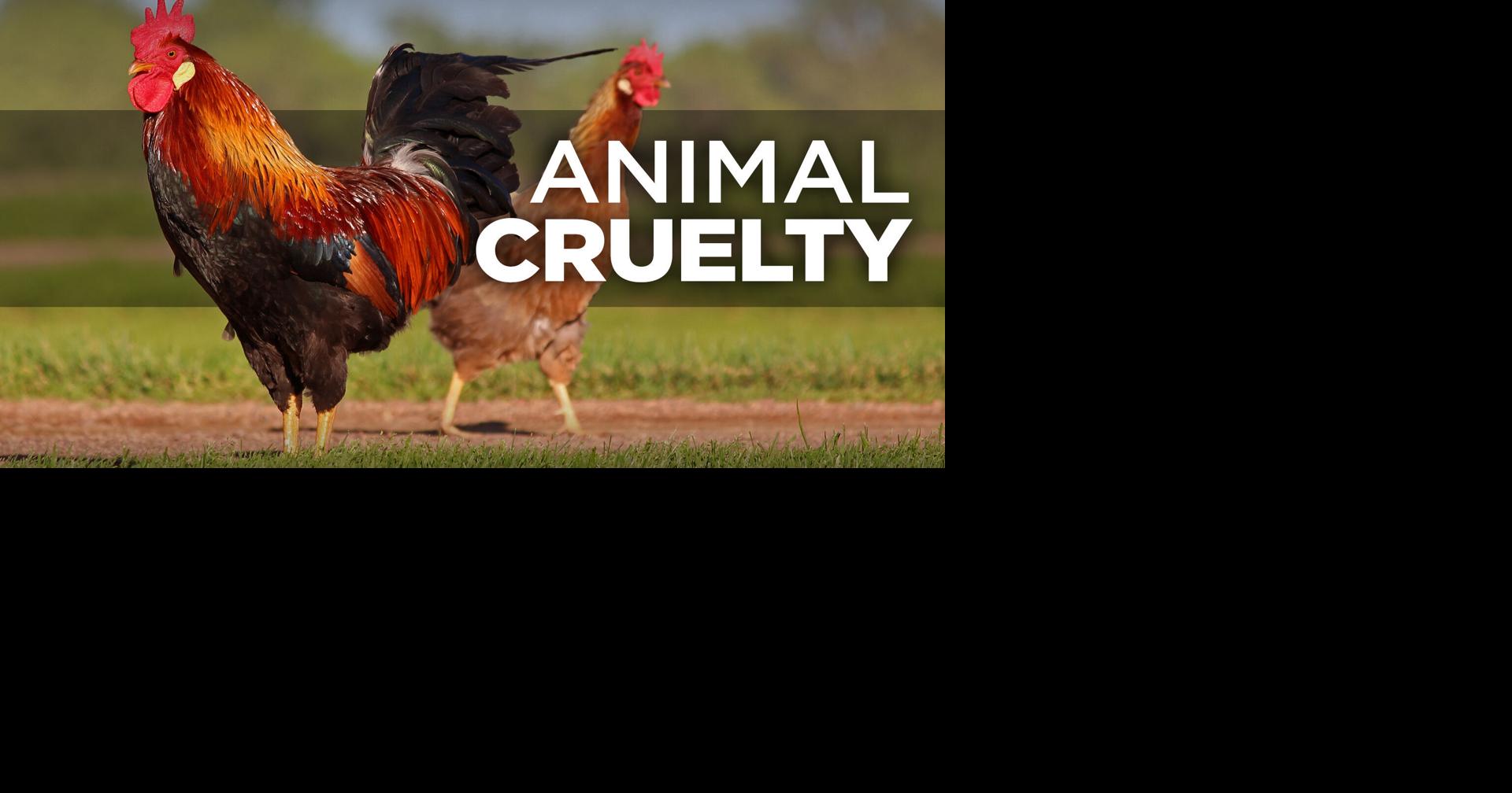Investigation of Dead Roosters in Animal Cruelty Case | Local News ...