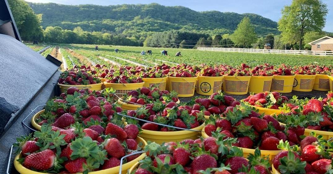 How the extreme drought has affected Smith-Perry Berries | Local News ...