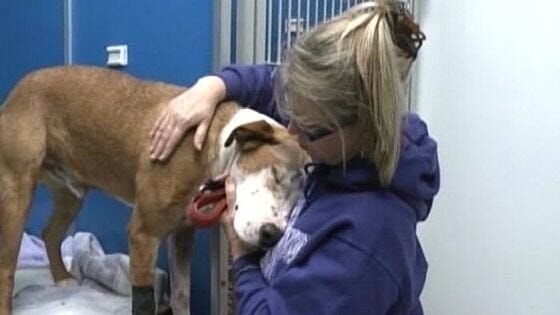 Dog survives shotgun blast to face | | local3news.com