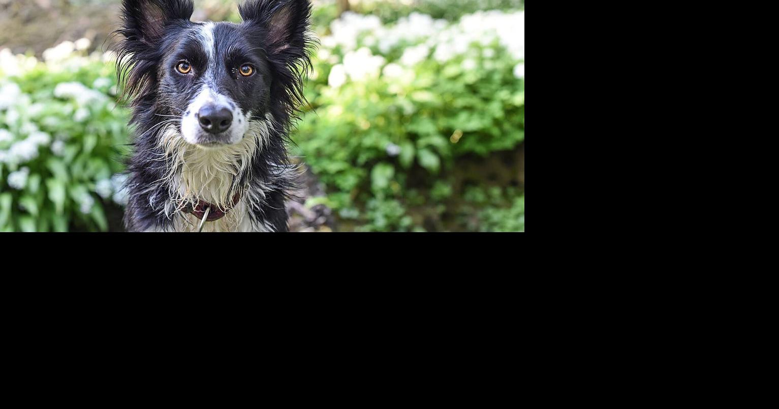 Humane Society Reminds Pet Owners of Outdoor Shelter Laws | Local News ...