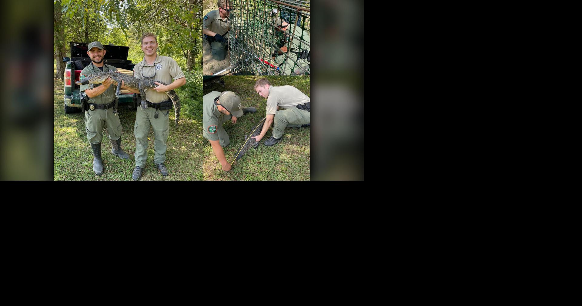 TWRA captures 4-ft. gator in Rhea County | Local News | local3news.com