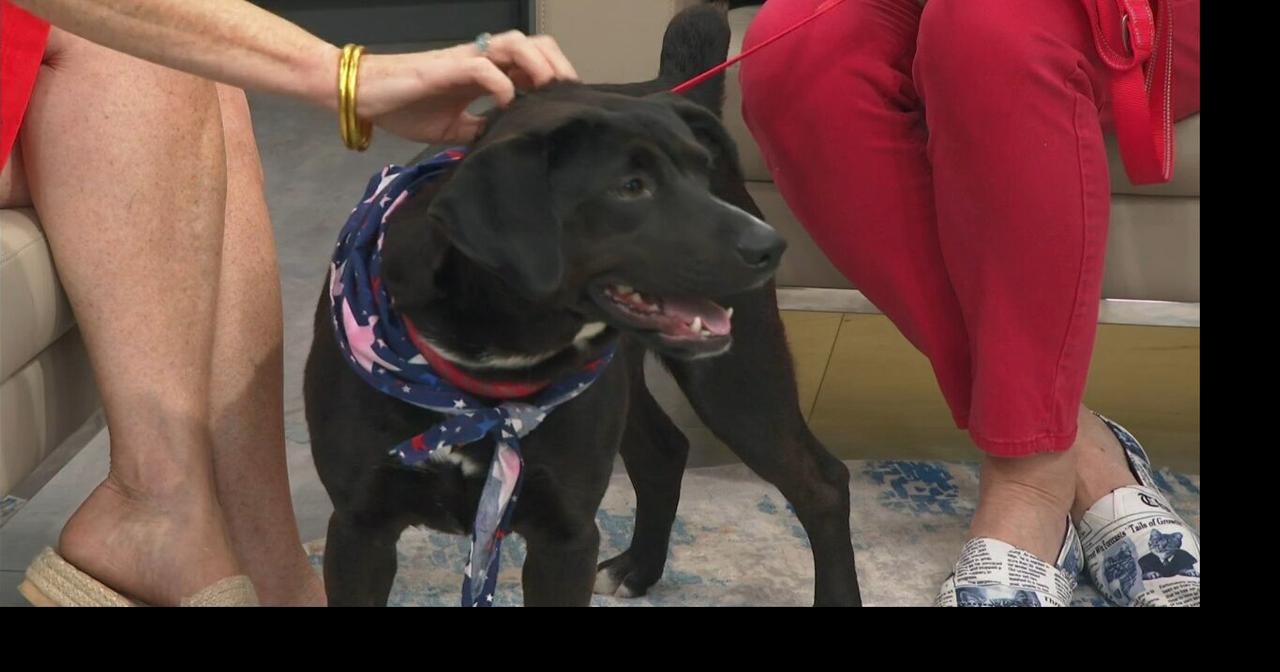 3 Plus Your Pets- Pet Placement Center | Local 3 Plus You | local3news.com