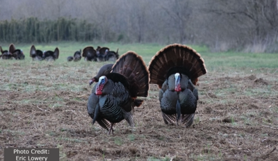 Participate in TWRA's 2025 Wild Turkey Summer Survey | Local News ...
