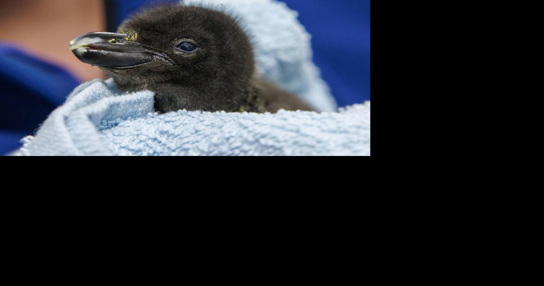 Meet the newest penguin hatchling at the Tennessee Aquarium | Local ...