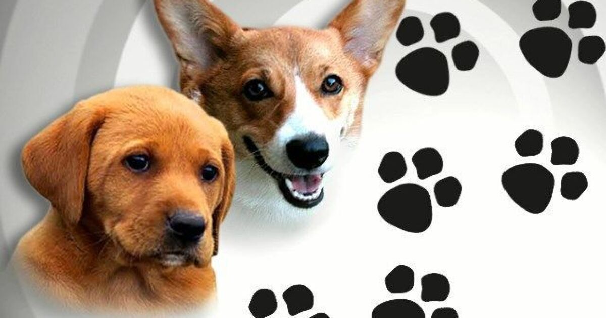 Stickers could help first responders save pets during emergencies ...