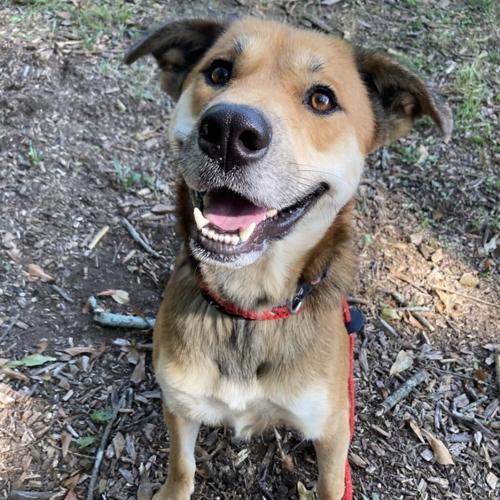 Meet Boi, the Joyful Mixed Breed Available for Adoption | Local News ...