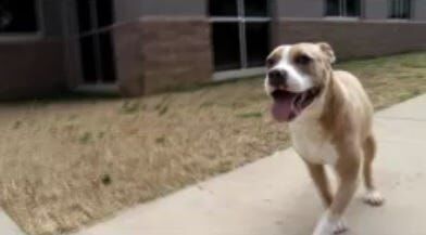 Humane Society shares tips on how to stop a dog fight | Local News ...