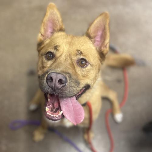 Meet Harper, Our Pet of the Week at HES | Pet of the Week | local3news.com