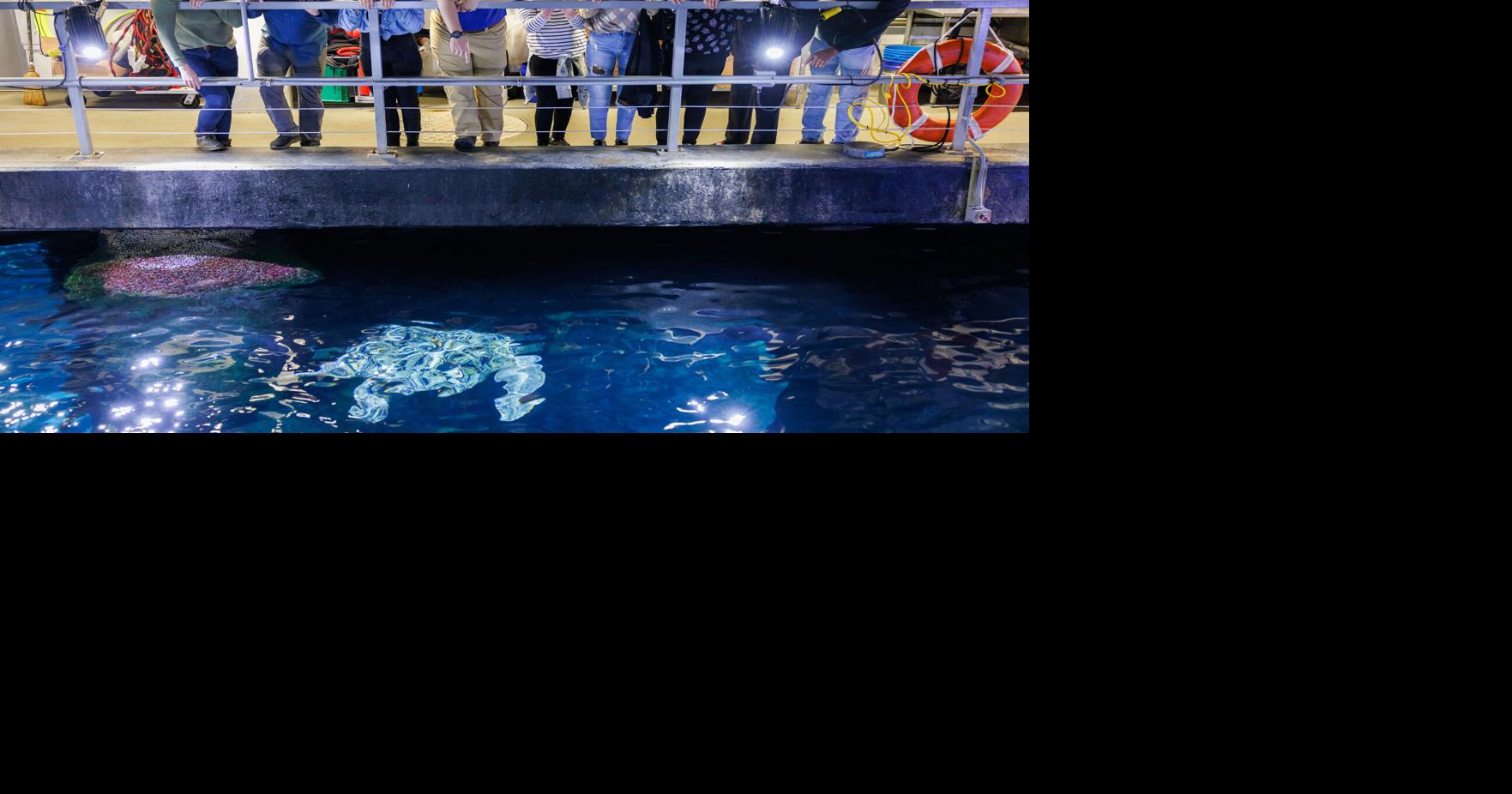 Experience the Tennessee Aquarium like never before with new Deeper ...