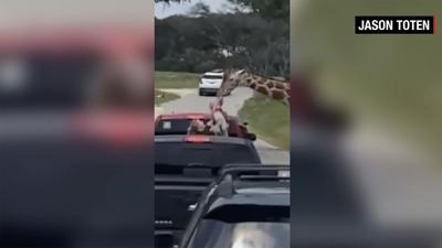 Toddler's Close Encounter at Drive-Thru Safari | Regional/National ...