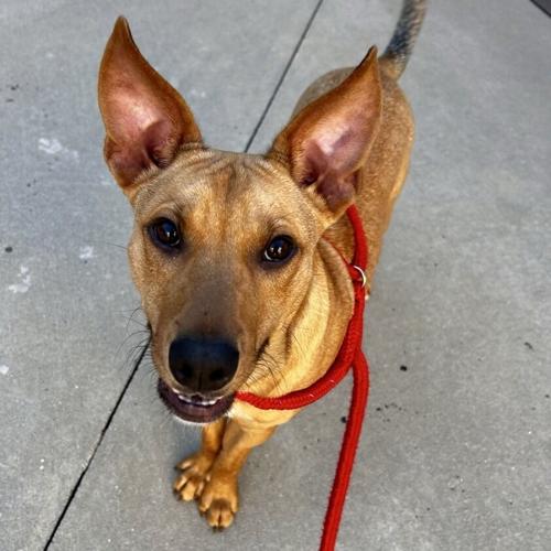 pharaoh hound adoption