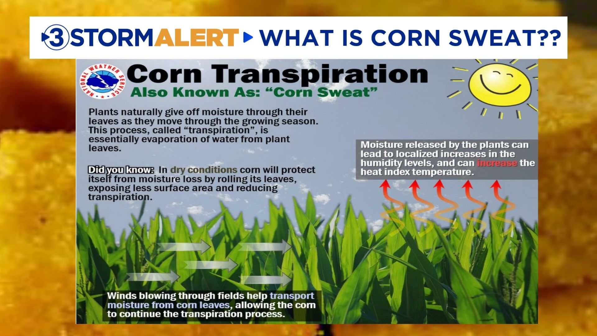 Understanding Corn Sweat in Midwest Summers | Local News | local3news.com