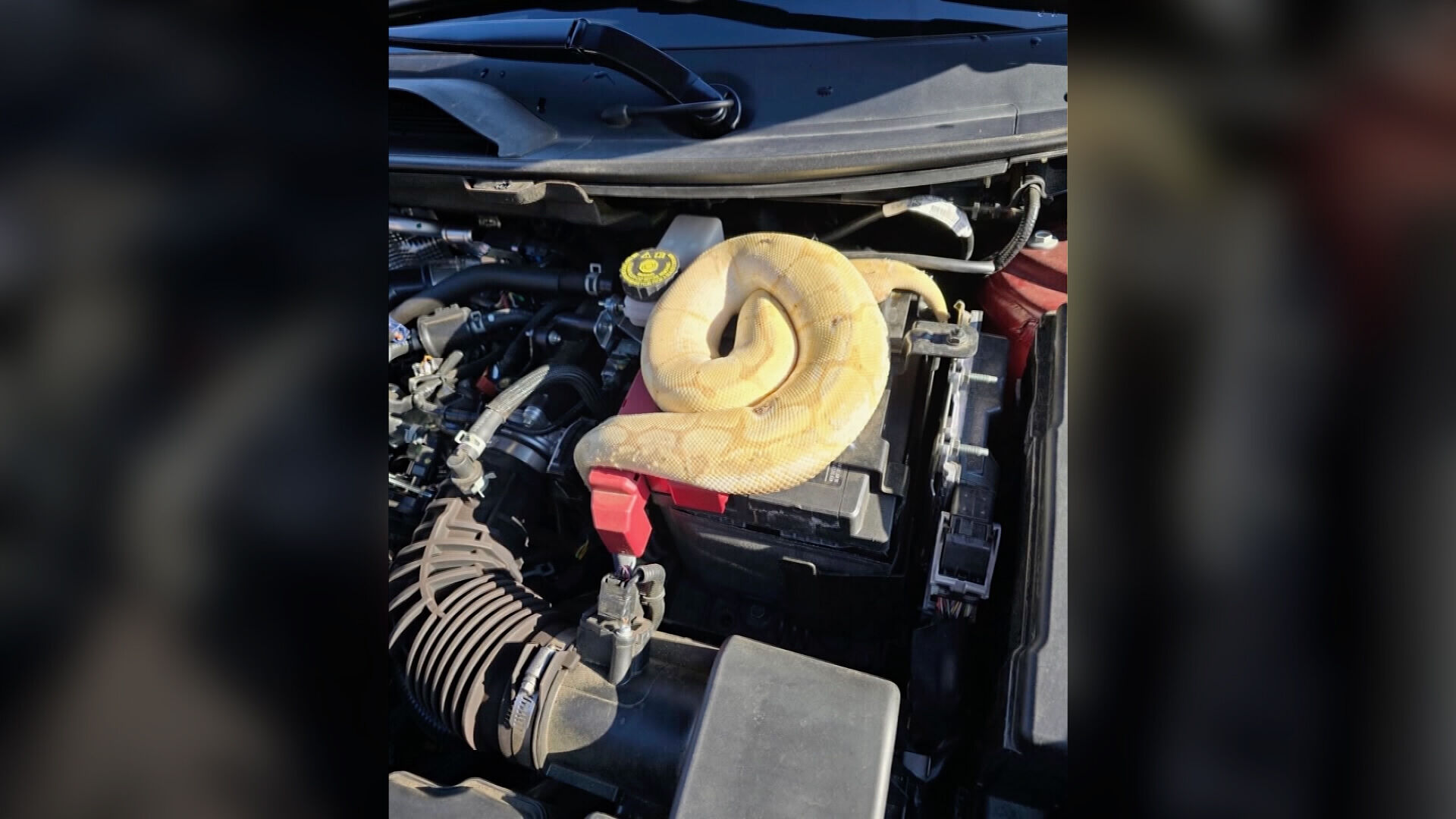 Tennessee Man Finds Yellow Python in Car | Local News | local3news.com