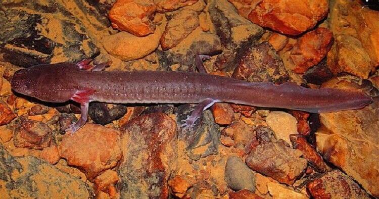 Reconsideration of Rare Salamander's Endangered Status | Local News | local3news.com