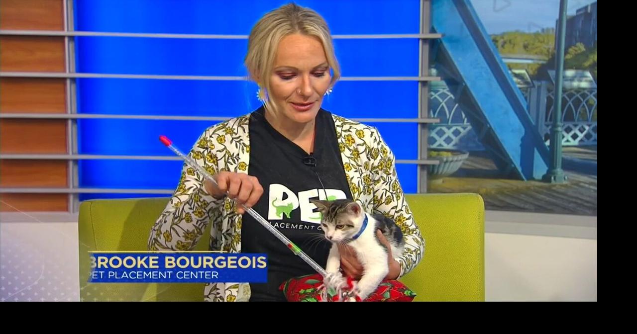 3 Plus Your Pets- Pet Placement Center | Local 3 Plus You | local3news.com