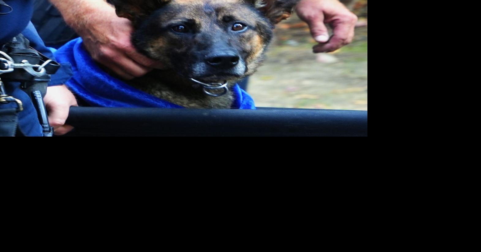 SWAT Standoff Leads to Death of CPD K9 | Local News | local3news.com