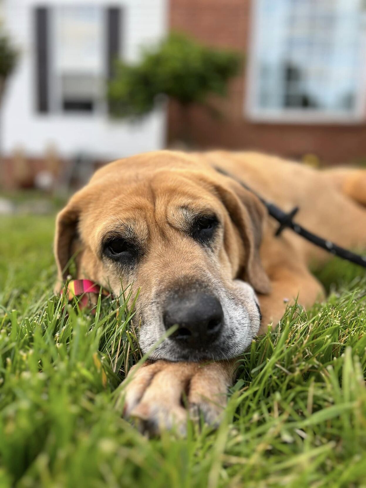 PUP-DATE: Dogs rescued from meat market still seeking forever homes ...