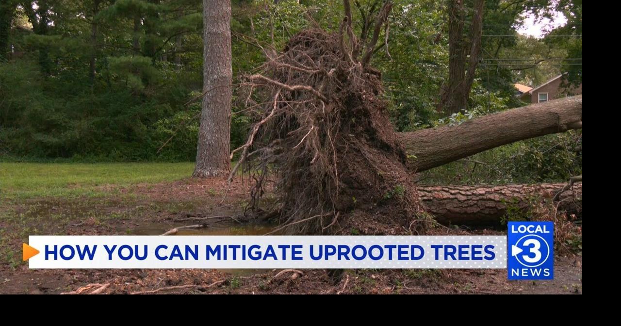 Understanding Water Oak Tree Root Failures | Local News | local3news.com