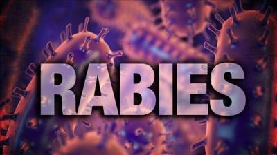 Multiple people treated for rabies in Gwinnett County after being bit ...