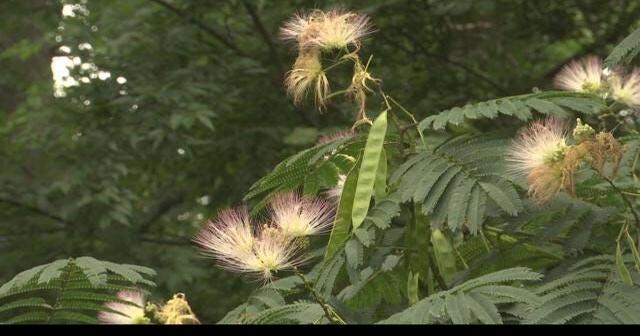 Mimosa trees considered invasive species in the Tennessee Valley ...