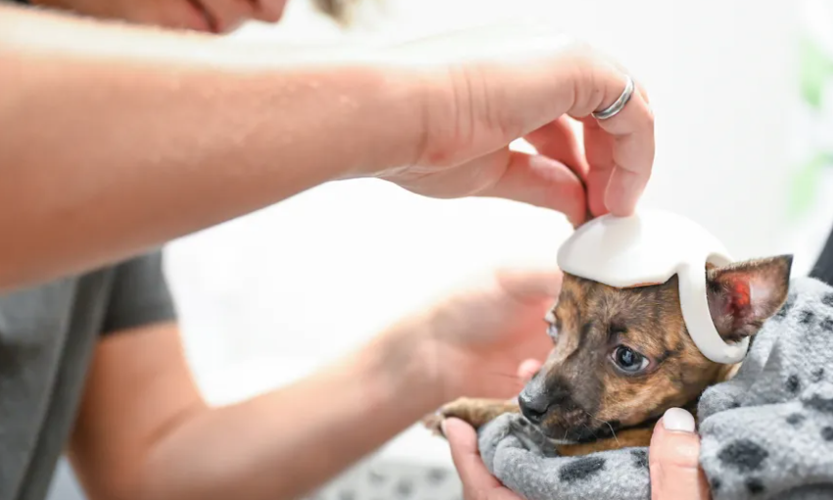 UTC associate professor and recent graduate help puppy needing special ...