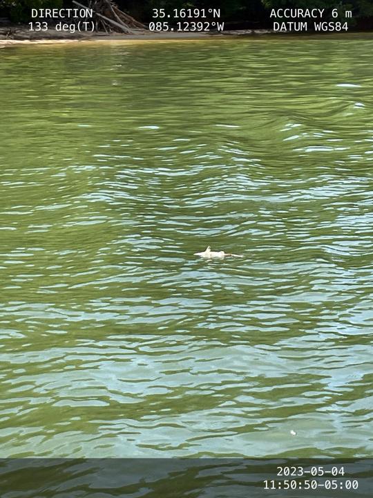 TWRA biologists investigate dead catfish found in Chickamauga Lake ...