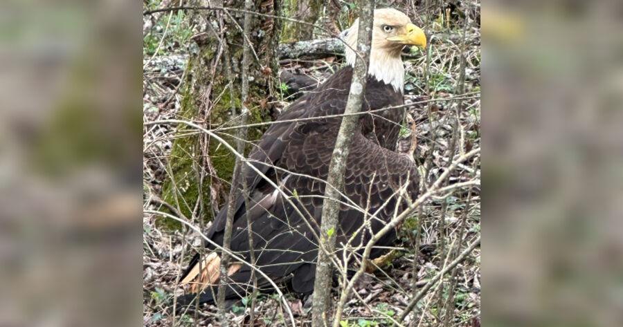 Injured bald eagle found in Rhea County seeks permanent home while ...