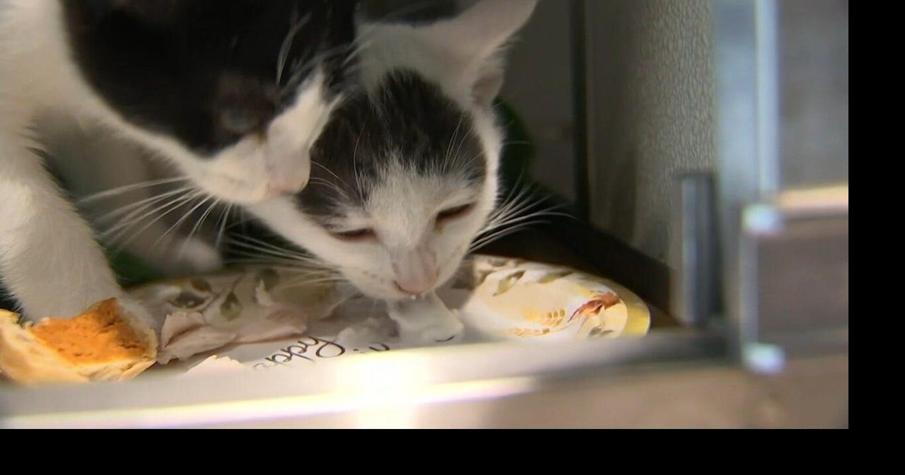 Pets at Humane Society enjoy special Thanksgiving feast | What's ...