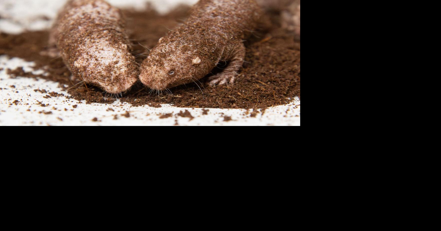 Meet the new colony of 15 naked mole-rats at our zoo | Local News ...