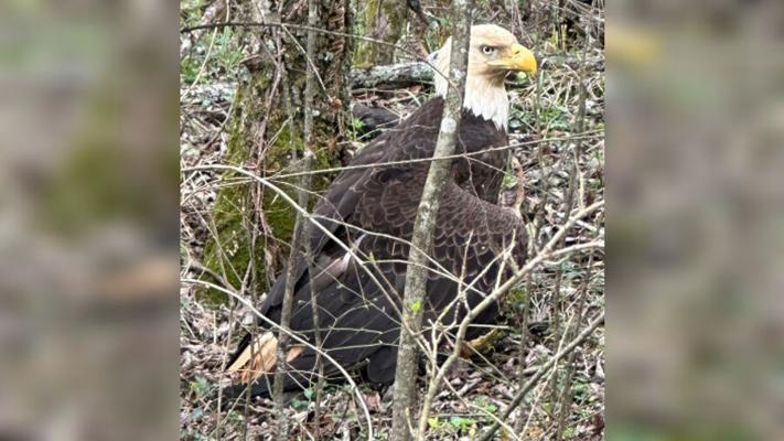 Injured bald eagle found in Rhea County seeks permanent home while ...