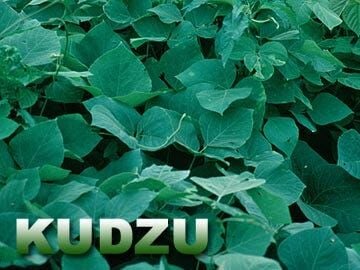 Kudzu-eating bugs spread | What's Trending | local3news.com