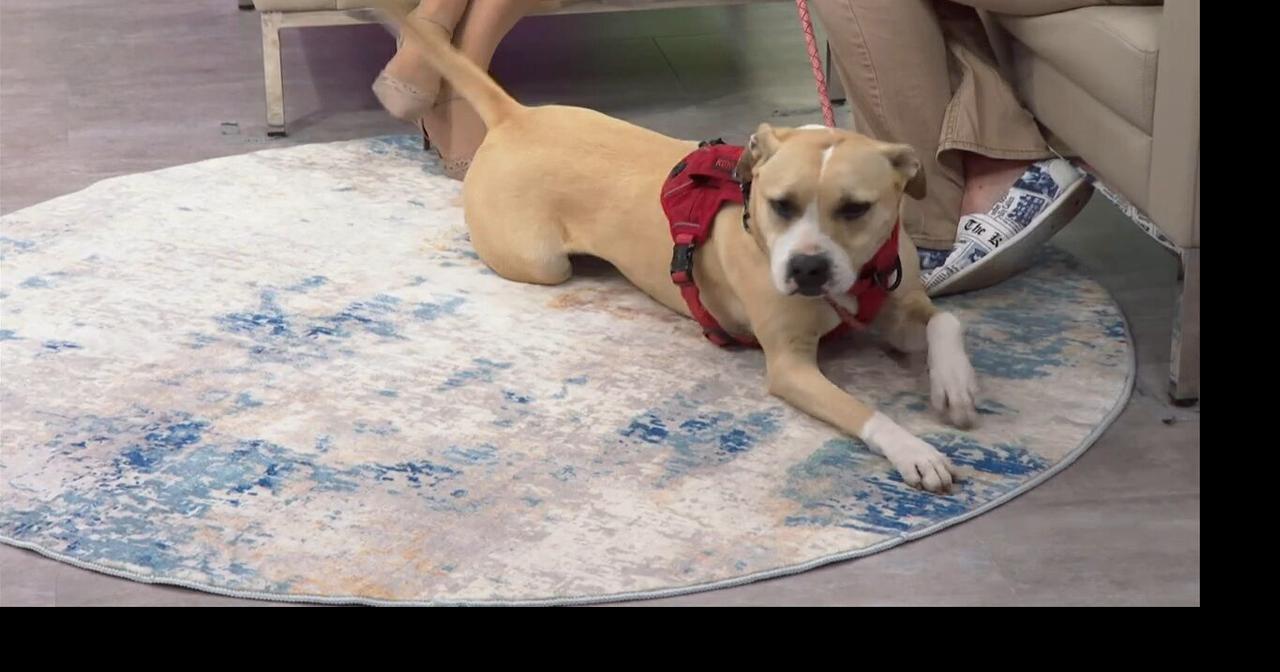 3 Plus Your Pets- Pet Placement Center | Local 3 Plus You | local3news.com