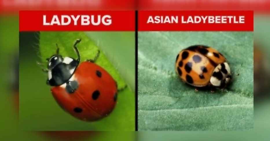 ladybug shirley