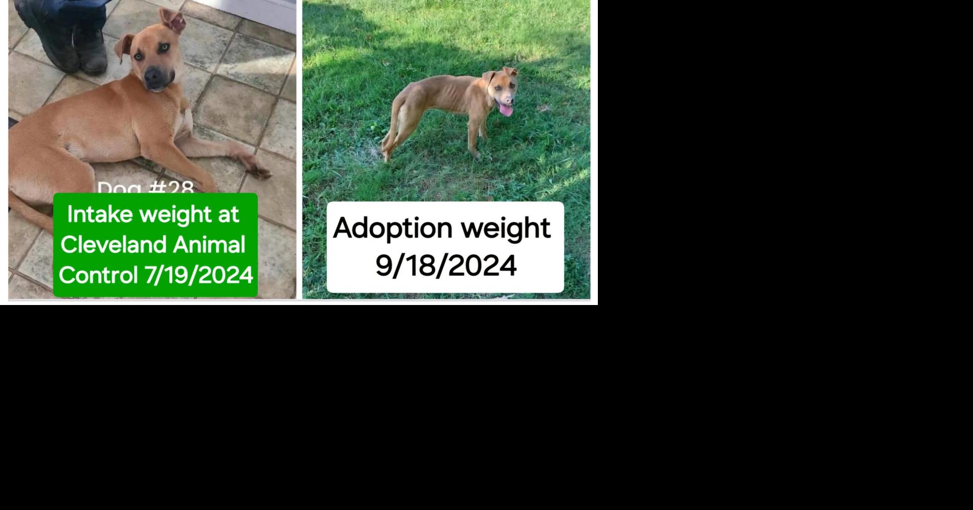 Concern Over Underfed Dogs at Cleveland Animal Control | Local News ...