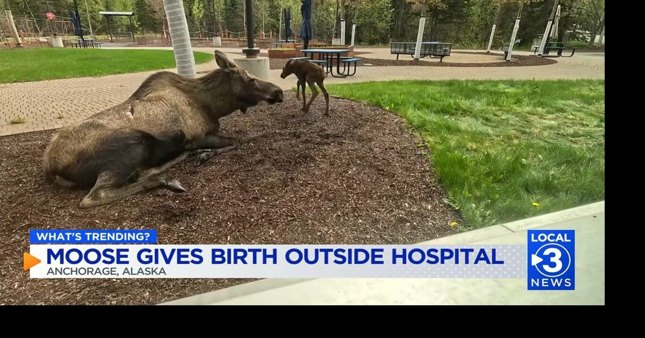 Moose gives birth outside Alaska hospital | Must See Videos ...