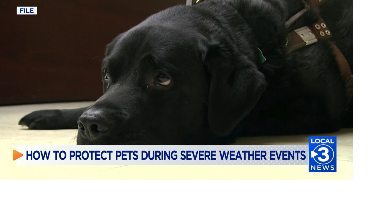 How to protect your pets during upcoming potential severe weather ...