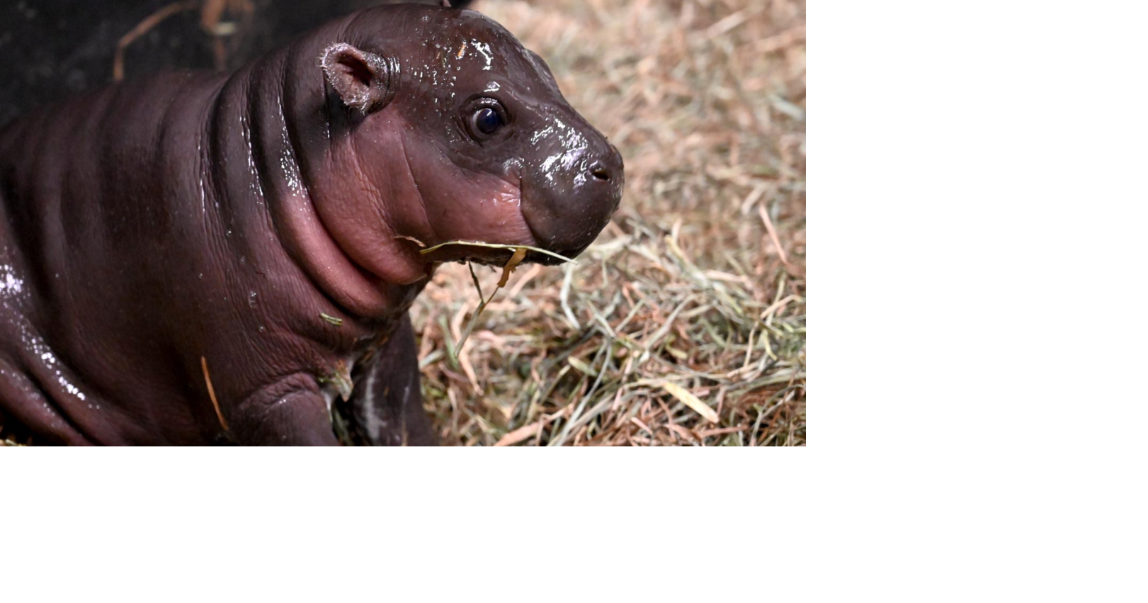 This Virginia zoo really got a hippopotamus for Christmas | Regional ...