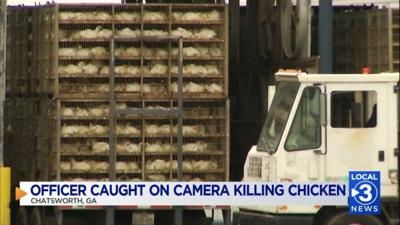 Chatsworth cop caught on cam putting foot on chickens neck and killing ...