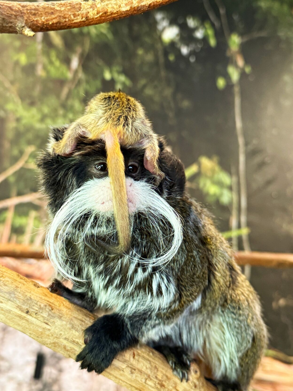 Help Name Two Baby Monkeys at Chattanooga Zoo | Local News | local3news.com