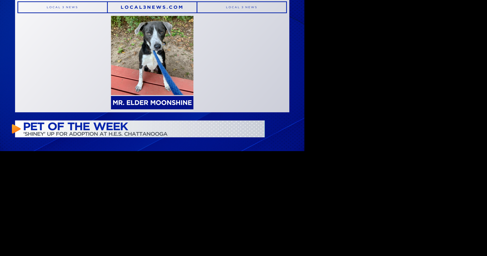 Meet Mr. Elder Moonshine, the Enchanting Rescue Dog | Local News ...